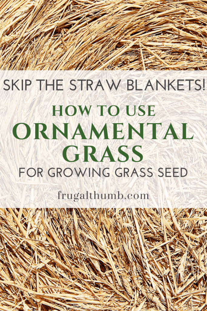 Skip the straw blankets and use your ornamental grass to spread over ...